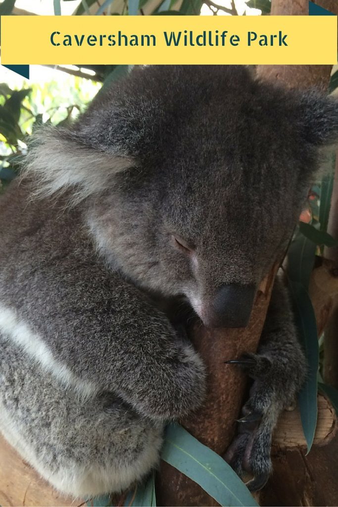 Wombat, Koalas and Co. » Traveling Bytes