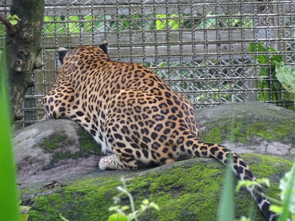 Lost in Taipei Zoo » Traveling Bytes