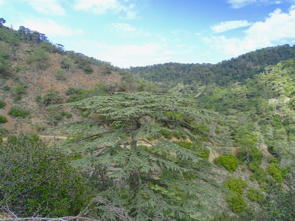 Cedar Valley, An Emerald Heart Of The Paphos Forest » Traveling Bytes