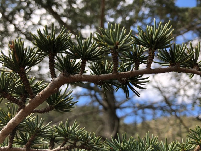 Cedar Valley, An Emerald Heart Of The Paphos Forest » Traveling Bytes